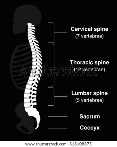 「Human Backbone Names Spine Sections Numbers」のベクター画像素材（ロイヤリティフリー ...