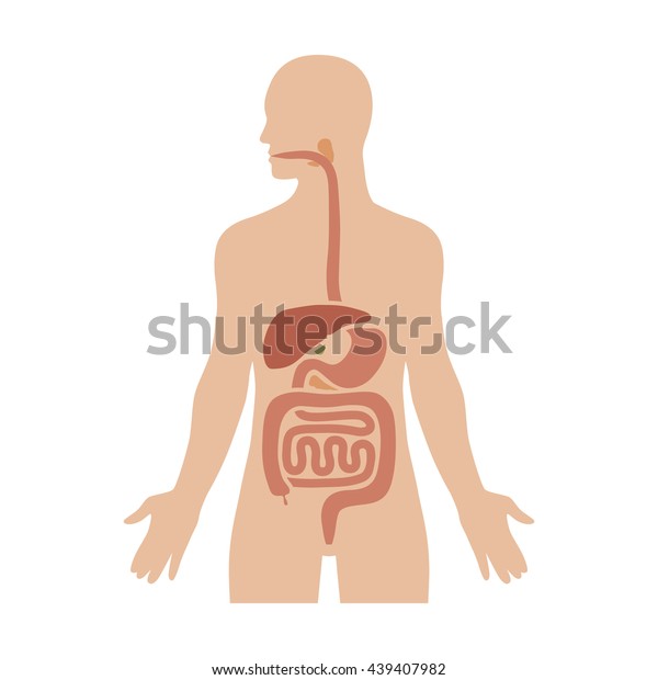 Human Biological Digestive Digestion System Flat Stock Vector (Royalty ...