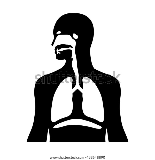 Human Biological Respiratory Respiration System Flat Stock Vector ...