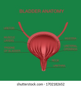Urinary Bladder Human Organ Anatomy Editable: Vector có sẵn (miễn phí bản quyền) 1316192837 ...