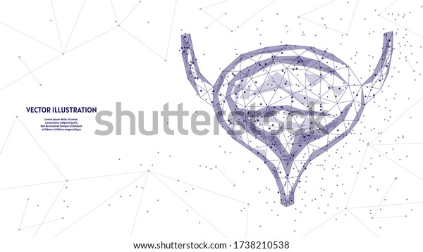 Human Bladder Close Organ Anatomy Excretory: เวกเตอร์สต็อก (ปลอดค่า ...