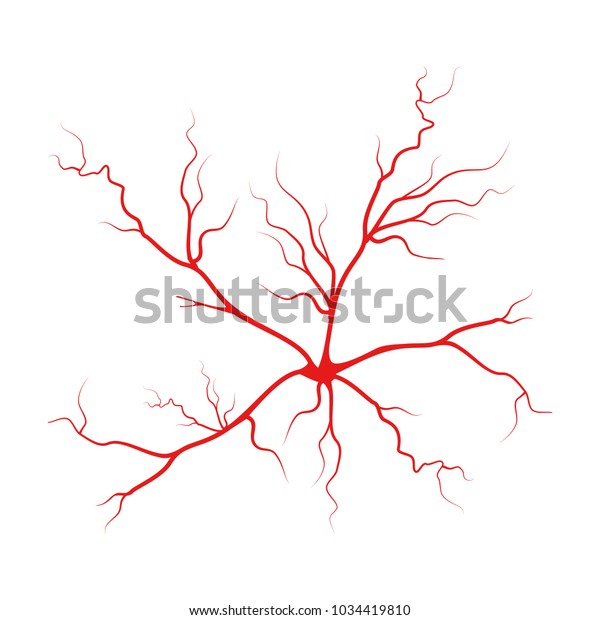 Human Blood Arteries Vein Vector Icon Stock Vector (Royalty Free ...