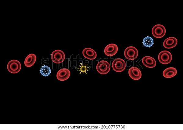 Human Blood Cells Structure Under Microscope Stock Vector (Royalty Free ...