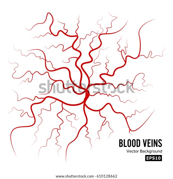 Human Blood Veins Vector Red Blood Stock Vector (Royalty Free ...