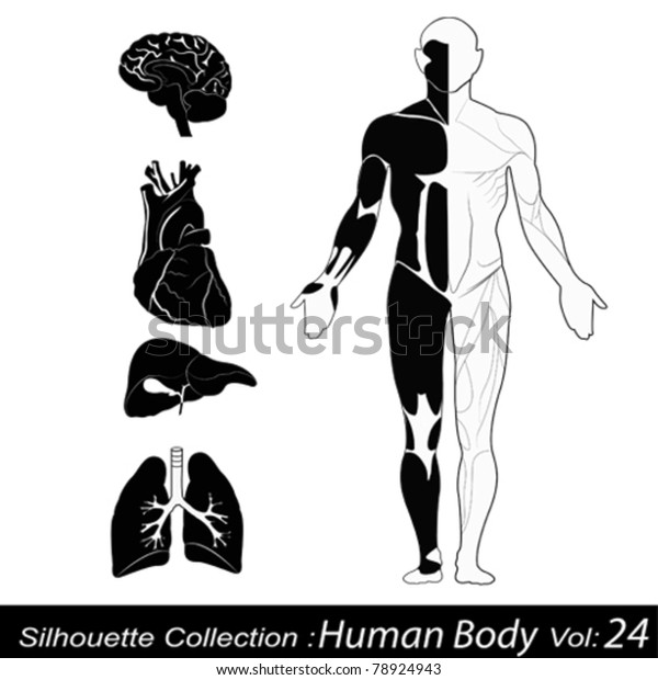 Human Body Stock Vector (Royalty Free) 78924943 | Shutterstock