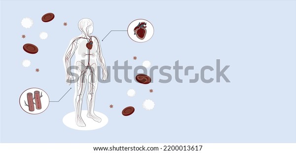 Human Body Anatomy Infographic Structure Human 库存矢量图（免版税）2200013617 ...