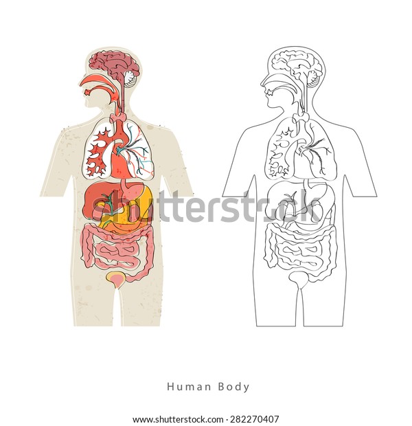 Anatomie des menschlichen Körpers - Vektorillustration