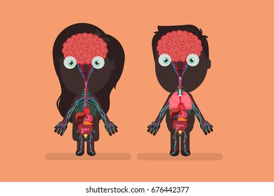Human Body Anatomy Vector Illustration Stock Vector (Royalty Free ...
