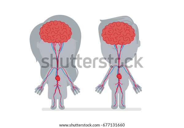 Human Body Anatomy Vector Illustration Stock Vector (Royalty Free ...