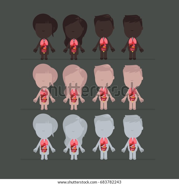 Human Body Anatomy Vector Illustration Stock Vector (Royalty Free ...