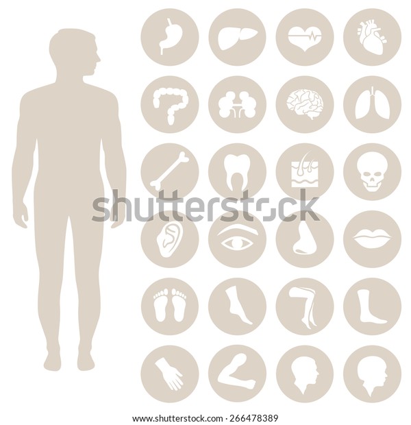 Human Body Anatomy Vector Medical Organs 스톡 벡터(로열티 프리) 266478389 ...
