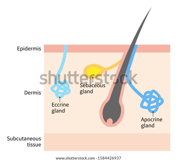 Human Body Apocrine Eccrine Sebaceous Gland: vector de stock (libre de ...
