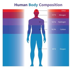 Human Body Composition Chart Human Reference Atlas Charts Human Body