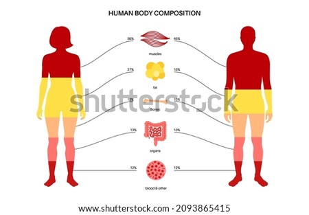 Body Composition Cliparts | Free download on ClipArtMag