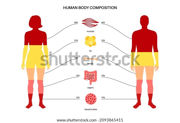 Human Body Composition Infographic Diagram Male: เวกเตอร์สต็อก (ปลอดค่า ...