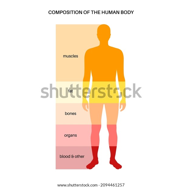 Human Body Composition Infographic Diagram Male Stock Vector (Royalty ...