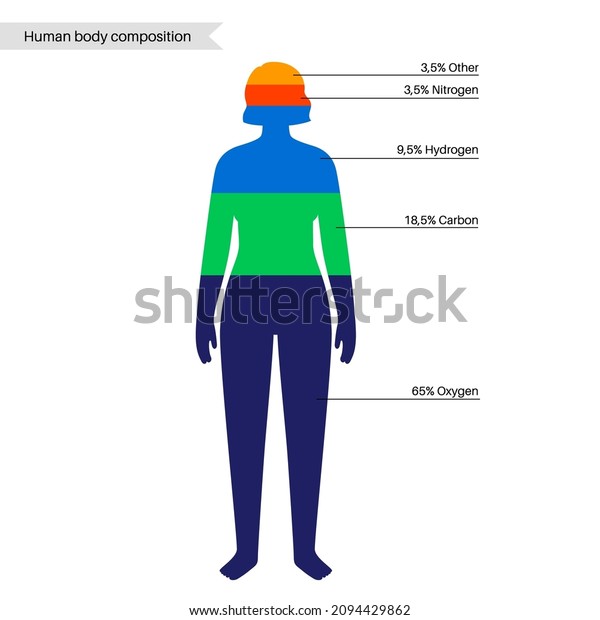 Human Body Composition Poster Diagram Chimical 库存矢量图（免版税）2094429862 ...