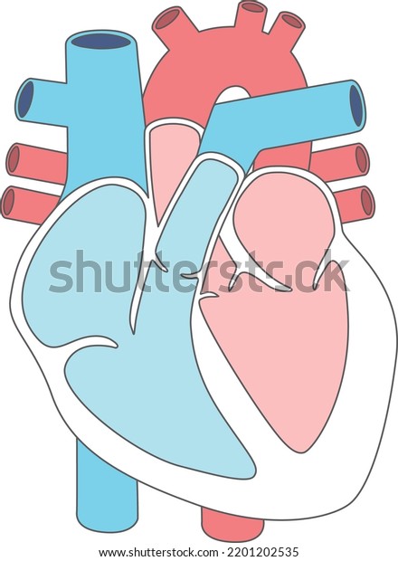 Human Body Heart Structure Illustration Stock Vector (Royalty Free ...