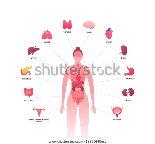 Human Body Internal Organ Anatomy Vector Stock Vector (Royalty Free ...