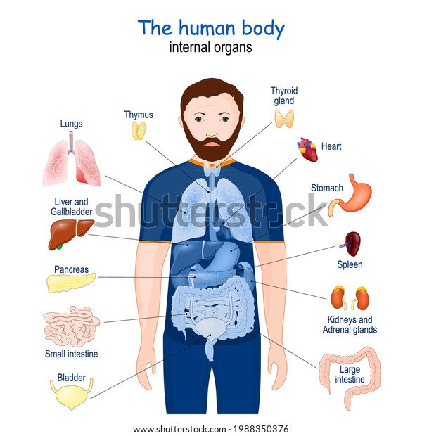 Human Body Internal Organs Diagram Poster Stock-vektor (royaltyfri ...