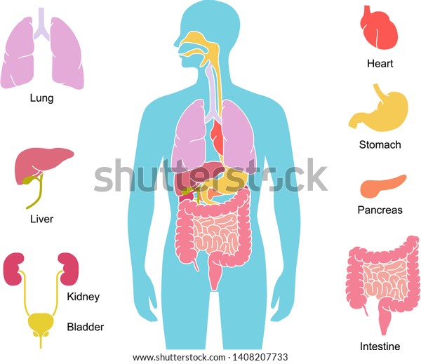 Illustration des organes internes du corps : image vectorielle de stock ...