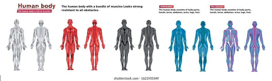 Human Body Muscles Stock Vector (Royalty Free) 1621935349 | Shutterstock