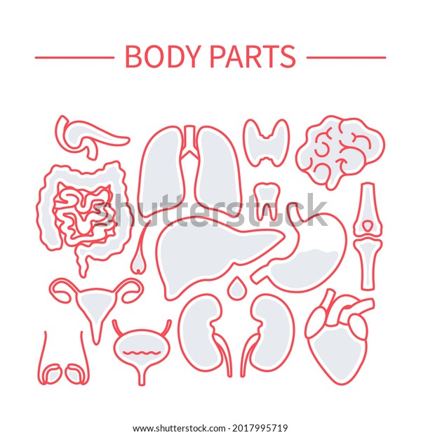 Human Body Organs Outline Set Big: เวกเตอร์สต็อก (ปลอดค่าลิขสิทธิ์ ...