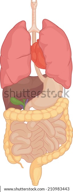 Human Body Part Isolated Body Organs Stock Vector (Royalty Free) 210983443