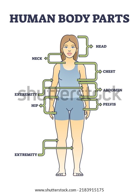 Human Body Parts Anatomy Basic Physiological: เวกเตอร์สต็อก (ปลอดค่า ...