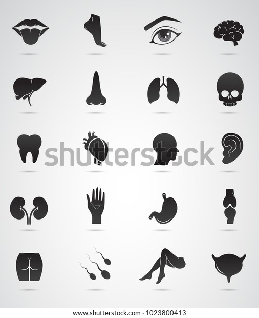 Human body parts, elements, anatomy vector icon set.