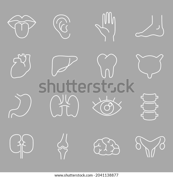 Stock vektor „Human Body Parts Organs Vector Linear“ (bez autorských ...