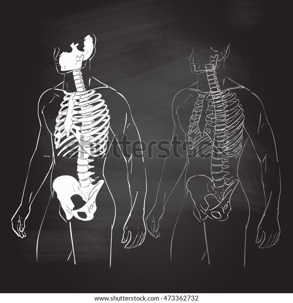 Human Body Skeleton Skeletal Man Anatomy Stock Vector (Royalty Free ...