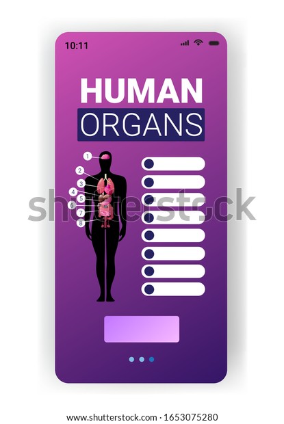 Human Body Structure Infographic Poster Male Stock Vector (Royalty Free ...