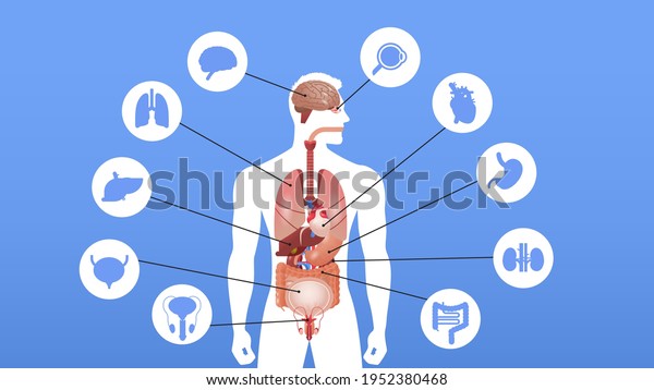 Human Body Structure Infographic Poster Internal Stock Vector (Royalty ...