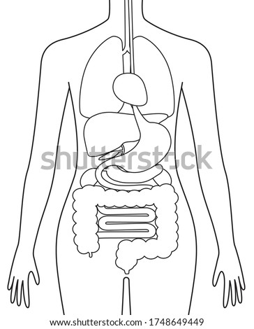 Female Body Structure Drawing | Free download on ClipArtMag
