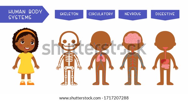 Human Body Systems Educational Kids Banner Stock Vector (Royalty Free ...