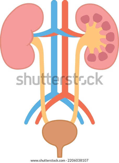 Human Body Urology Kidney Structure: เวกเตอร์สต็อก (ปลอดค่าลิขสิทธิ์ ...