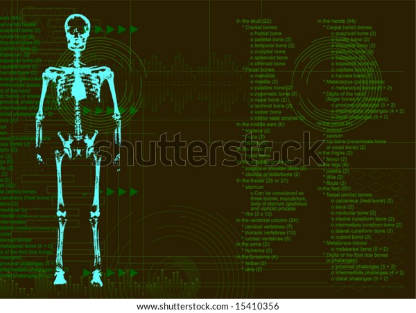 Human Body X Ray List Bones: เวกเตอร์สต็อก (ปลอดค่าลิขสิทธิ์) 15410356 ...