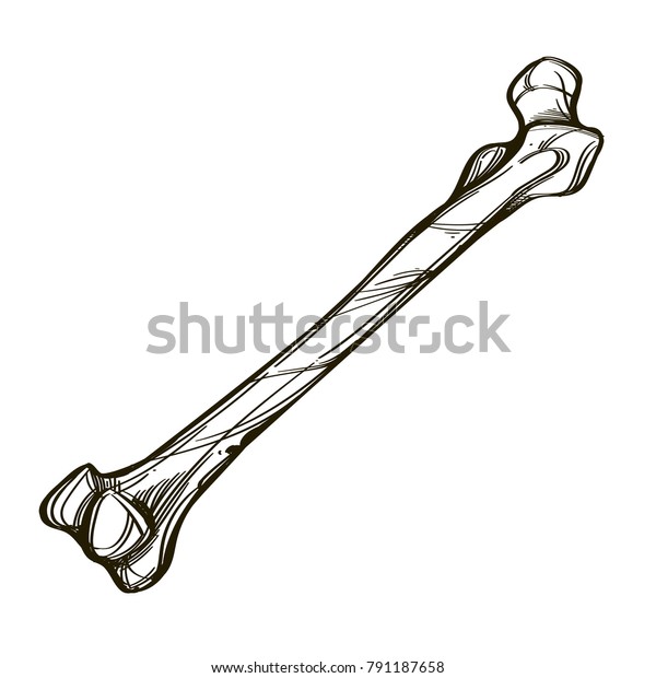Vektor Stok Human Bone Outline Vector Illustration Isolated (Tanpa ...