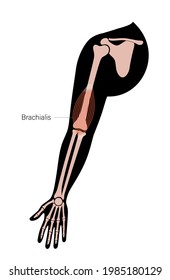 Human Brachialis Muscular System Concept Humerus Stock Vector (Royalty ...