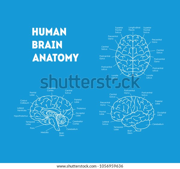 Human Brain Anatomy Infographic Card Poster Stock Vector (Royalty Free ...