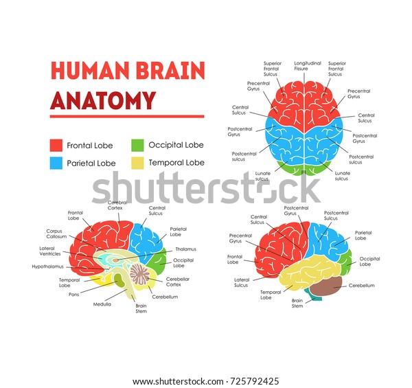 Human Brain Anatomy Infographic Card Poster Stock Vector (Royalty Free ...