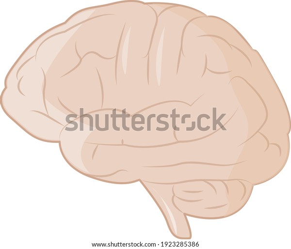 Human Brain Anatomy Lateral View Stock Vector (Royalty Free) 1923285386 ...