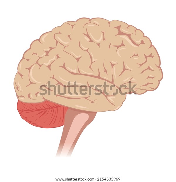 Stock vektor „Human Brain Anatomy Side View Vector“ (bez autorských ...