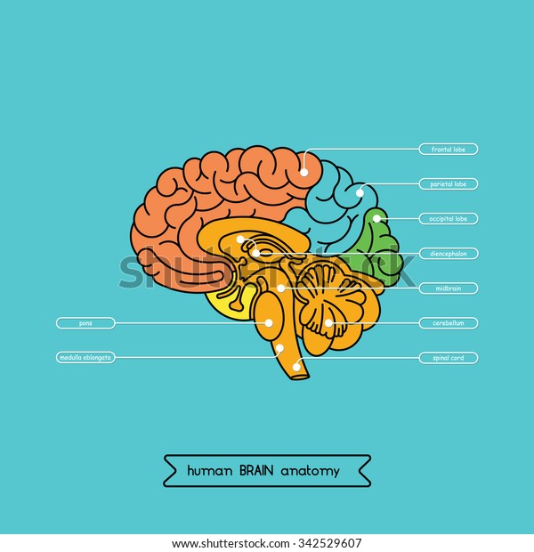 Human Brain Anatomy Structure Human Brain Stock Vector (Royalty Free ...