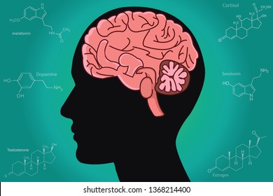 Human Brain Anatomy Vector On Hormone: เวกเตอร์สต็อก (ปลอดค่าลิขสิทธิ์ ...