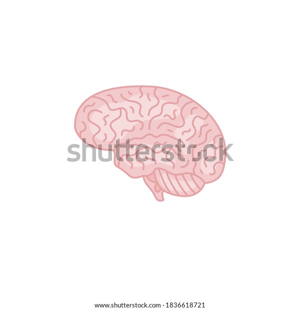 Human Brain Diagram Vector Illustration Stock Vector (Royalty Free ...