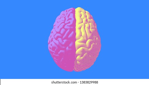 Human Brain Hemispheres Left Right Brain Stock Vector (Royalty Free ...