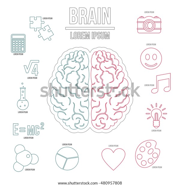 Human Brain Infographics Set Outline Style Stock Vector (Royalty Free) 480957808 | Shutterstock