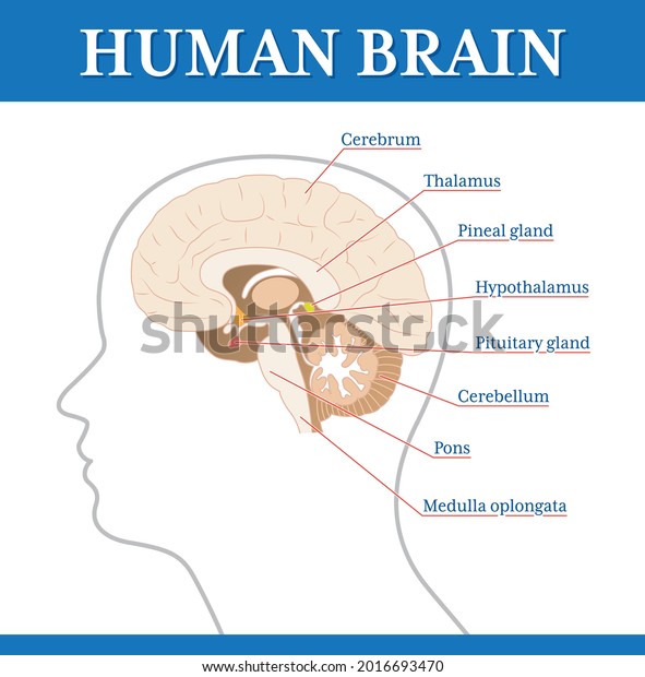 Human Brain Part Anatomy Vector Eps Stock Vector (Royalty Free ...